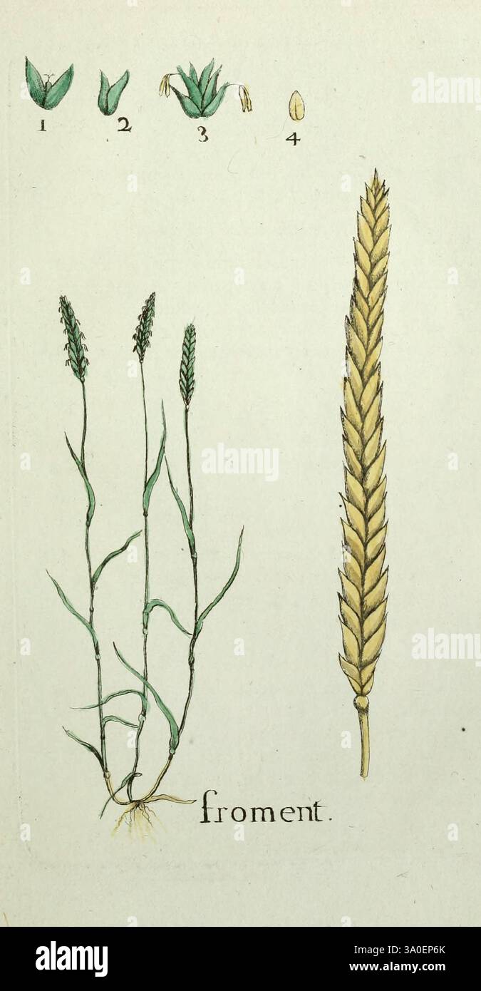 Flora Parisiensis Paris, P.F. Didot, 1776-1783, plants, plant, Paris ...