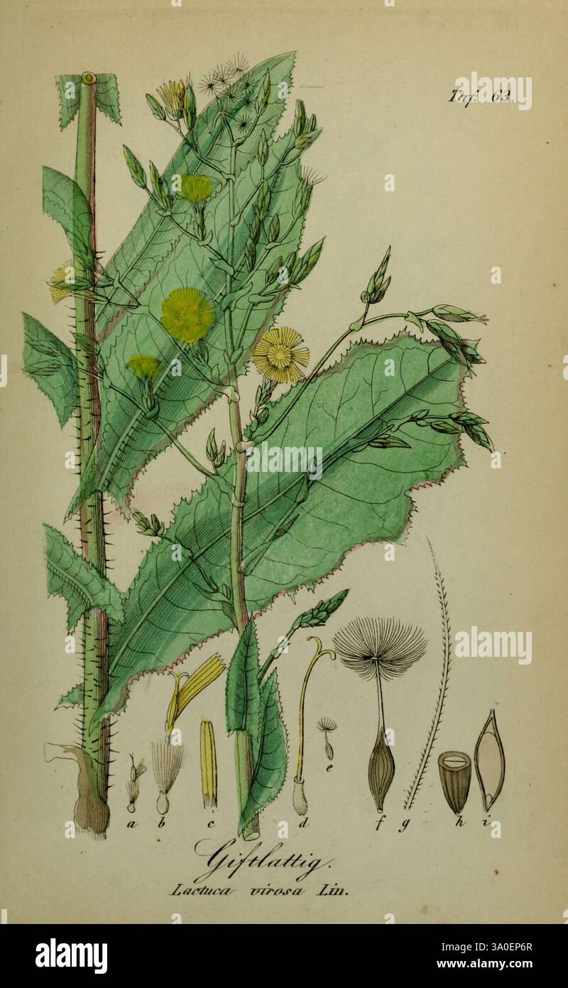 Labeled diagrams of various plant parts hi-res stock photography and ...