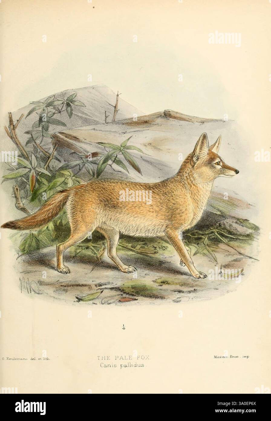 Dogs, jackals, wolves, and foxes, London, R.H. Porter, 1890, Canidae ...
