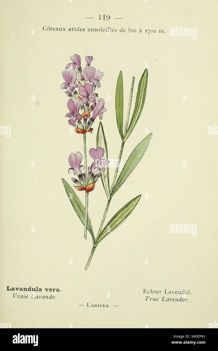 Trinomial lavandula hi-res stock photography and images - Alamy