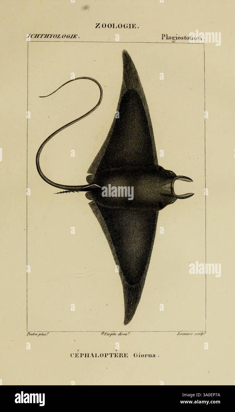Marine creature belonging hi-res stock photography and images - Alamy