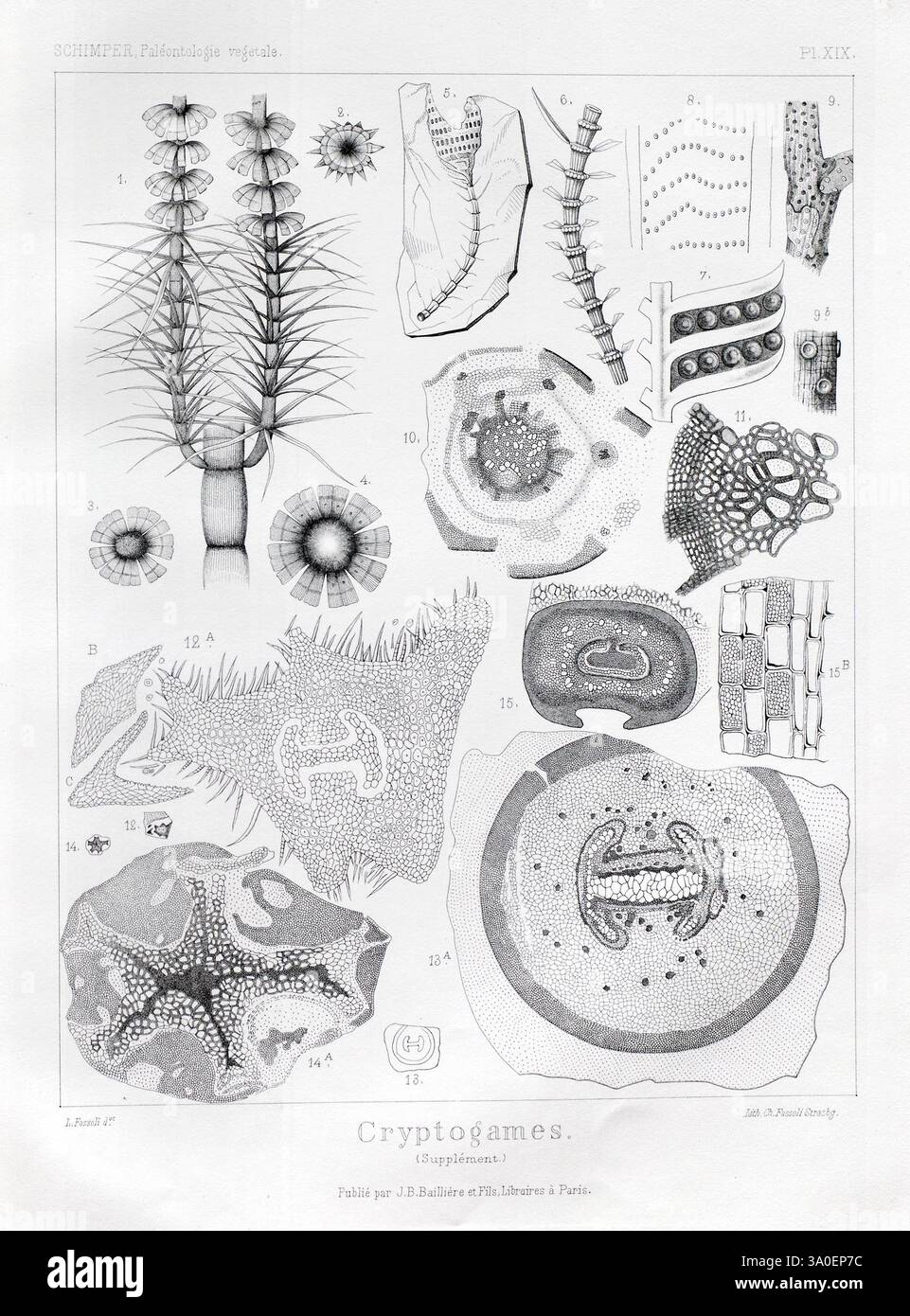 Intricate diagrams of algae hi-res stock photography and images - Alamy
