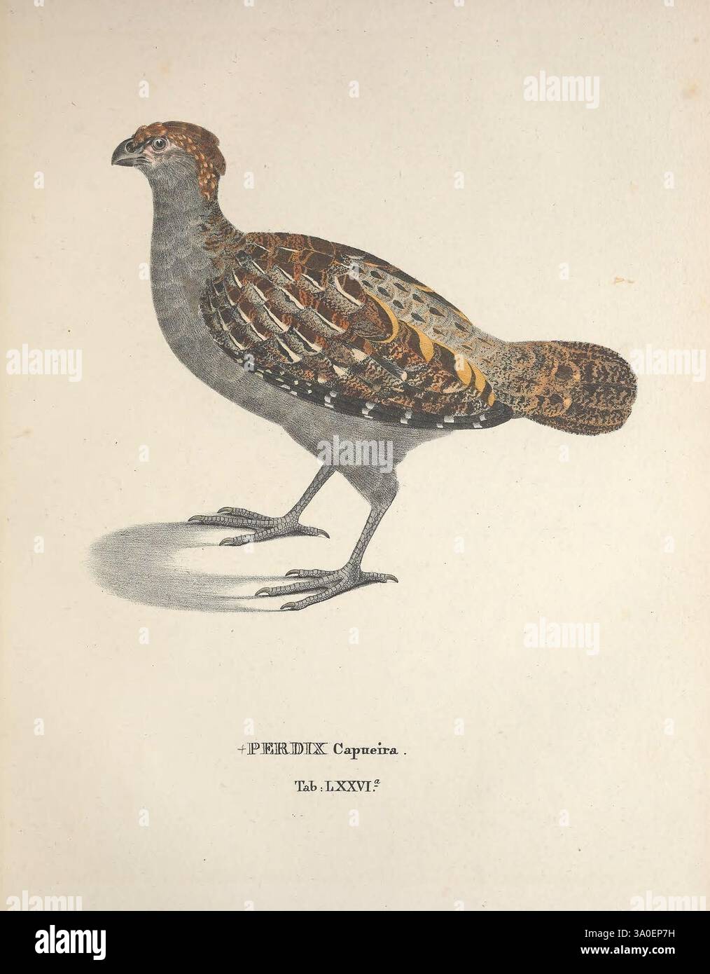 Perdix capraiva hi-res stock photography and images - Alamy