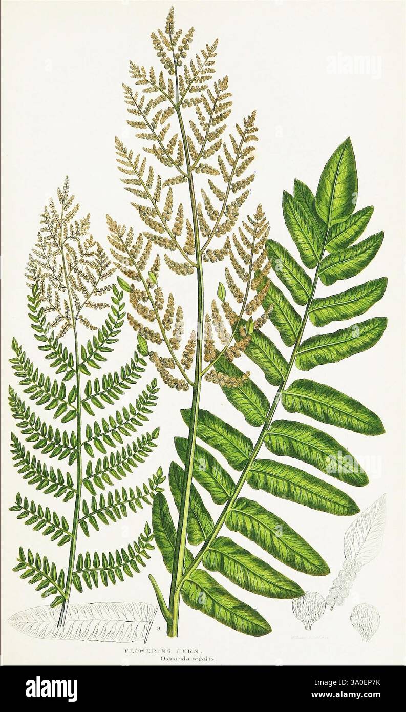 Several varieties of ferns hi-res stock photography and images - Alamy