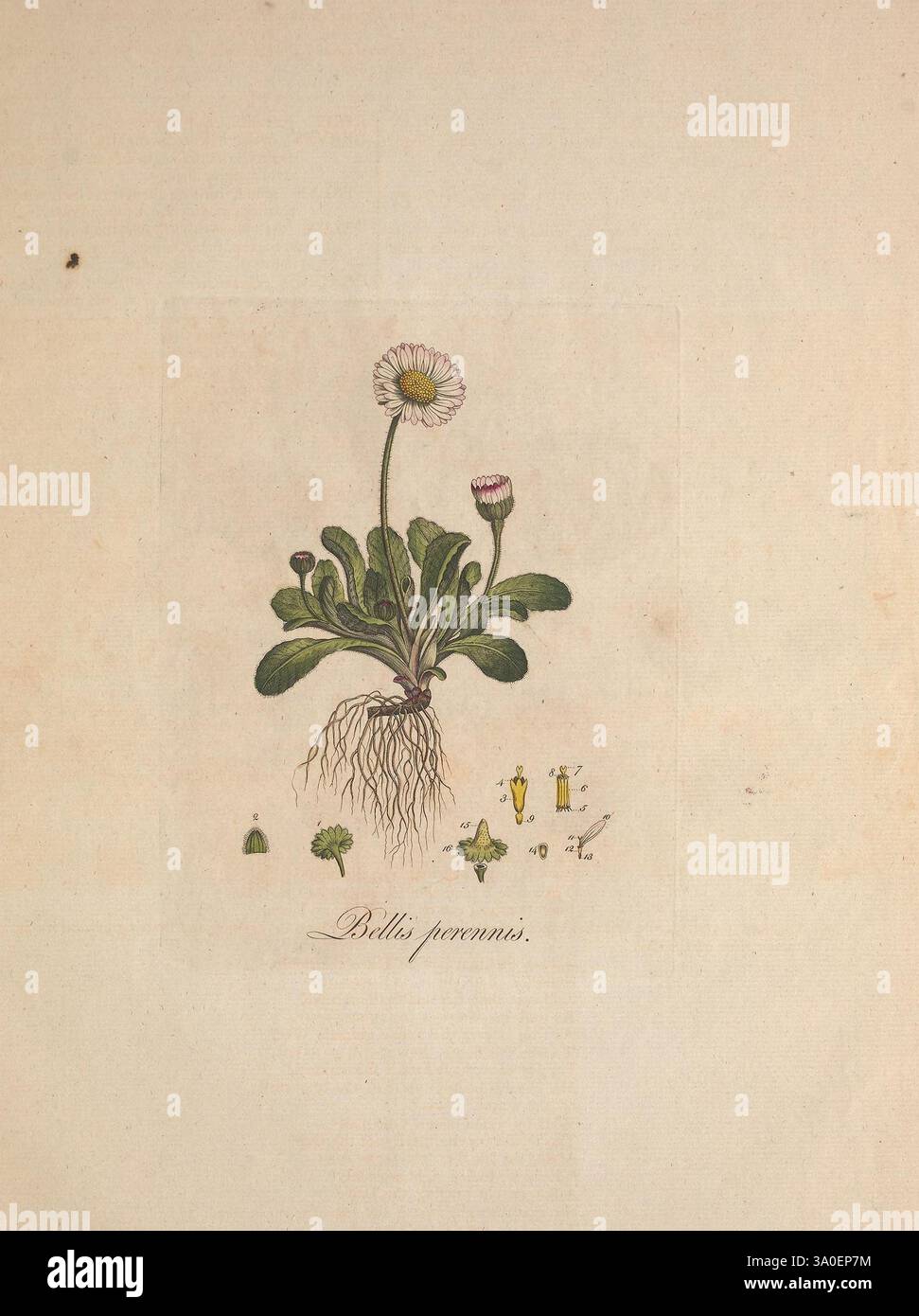 Highlight various stages of growth hi-res stock photography and images ...