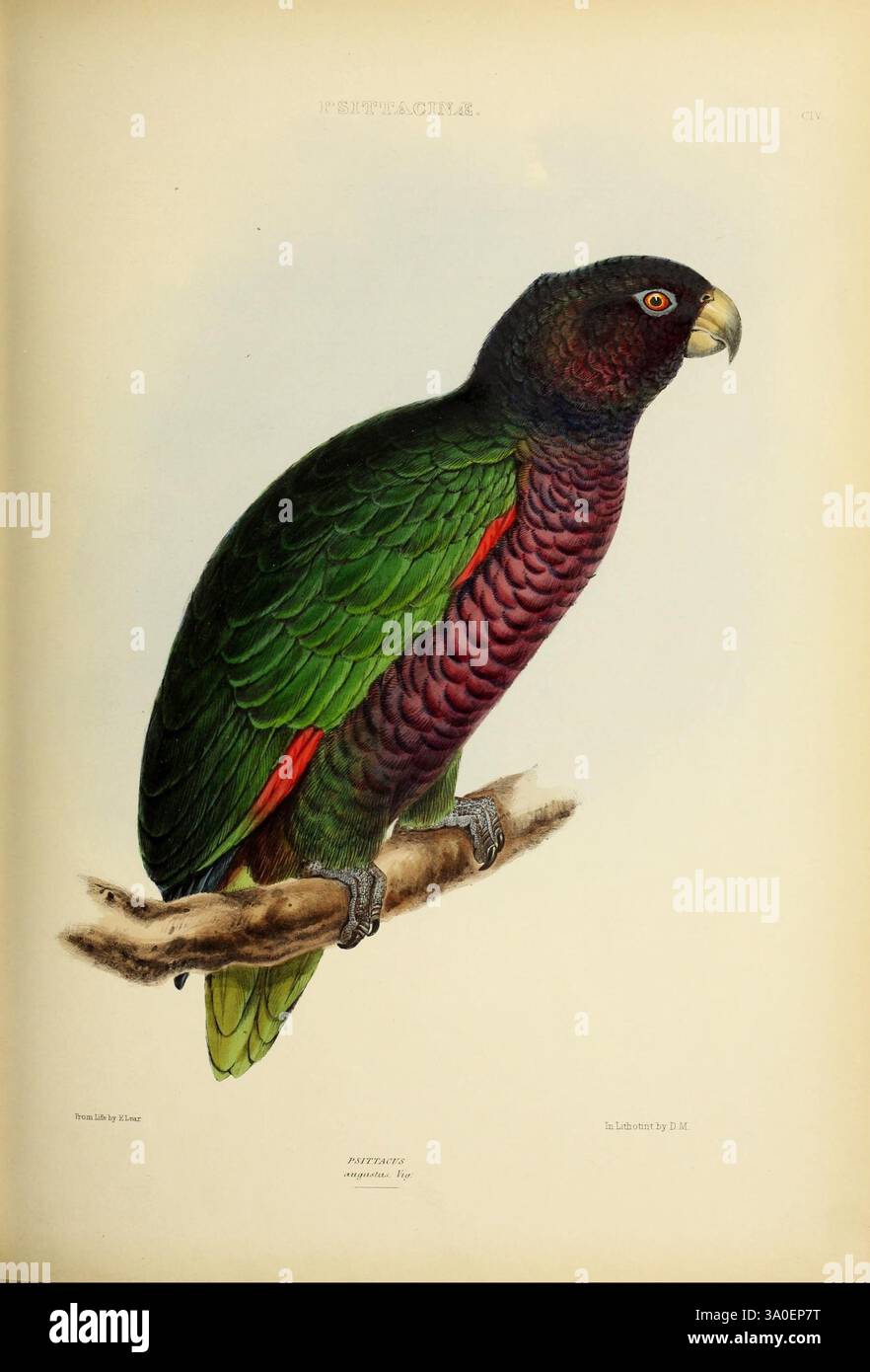 Parrot exemplifies hi-res stock photography and images - Alamy