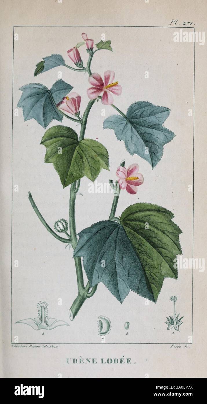 Trene lobee hi-res stock photography and images - Alamy