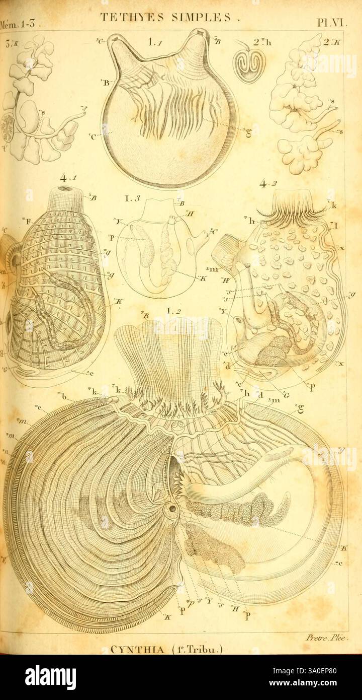 Series of detailed anatomical drawings of marine creatures hi-res stock ...