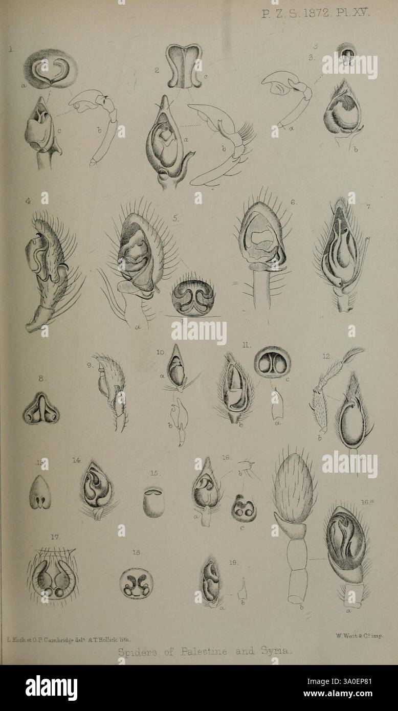 Diversity in spider anatomy hi-res stock photography and images - Alamy