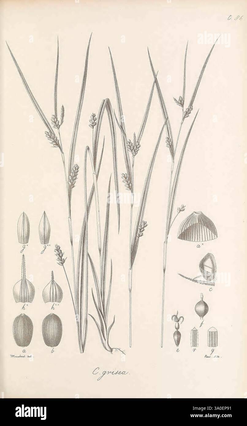 Illustrations of the genus Carex London William Pamplin 1858-1867 Carex ...