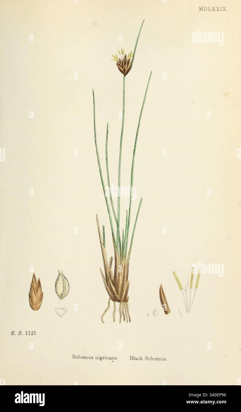 English botany coloured figures of british plants london r hardw hi-res ...