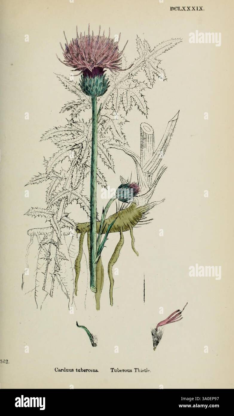 English botany Coloured figures of British plants London R. Hardwicke ...