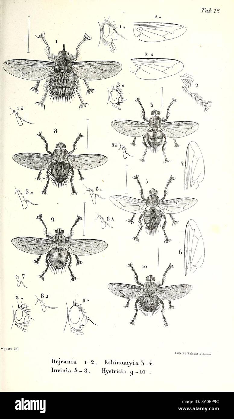 Illustrations highlight critical characteristics hi-res stock ...