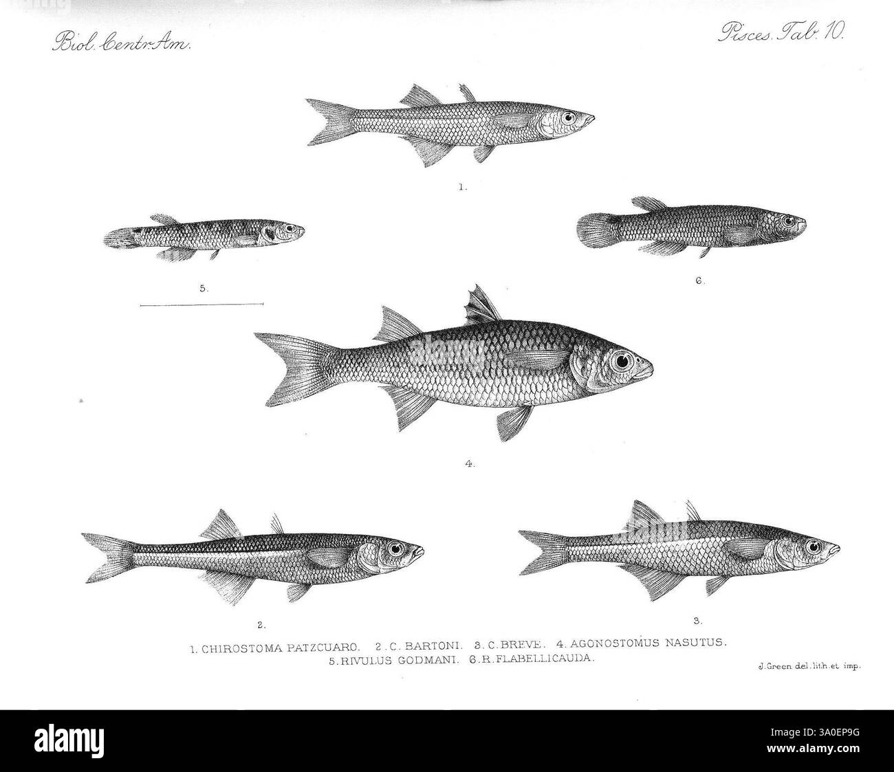 Comprehensive illustration features Black and White Stock Photos ...