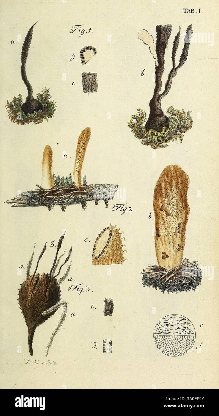 Showcasing various forms of fungi hi-res stock photography and images ...