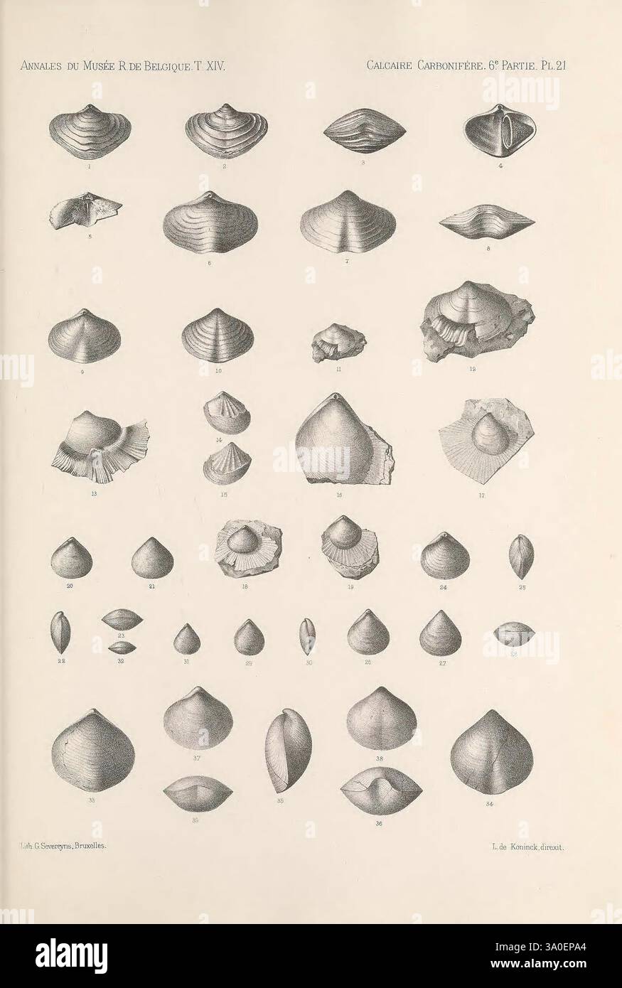 Series of detailed representations of various shell shapes hi-res stock ...