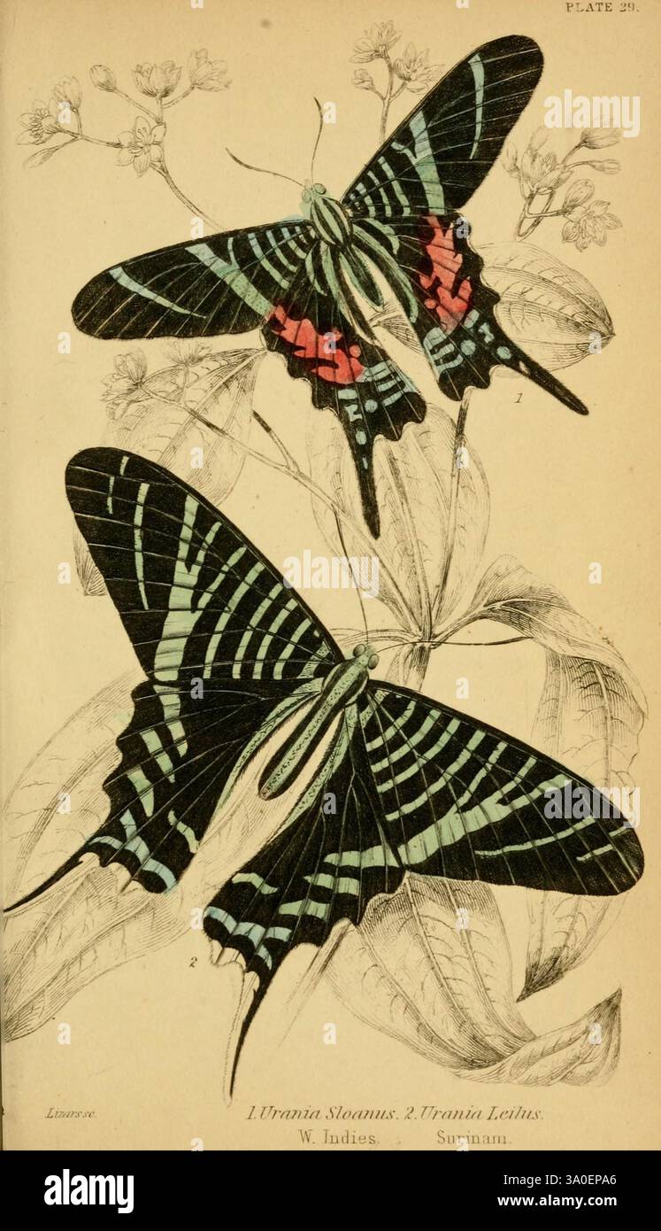 Illustration features two exquisitely detailed butterflies hi-res stock ...
