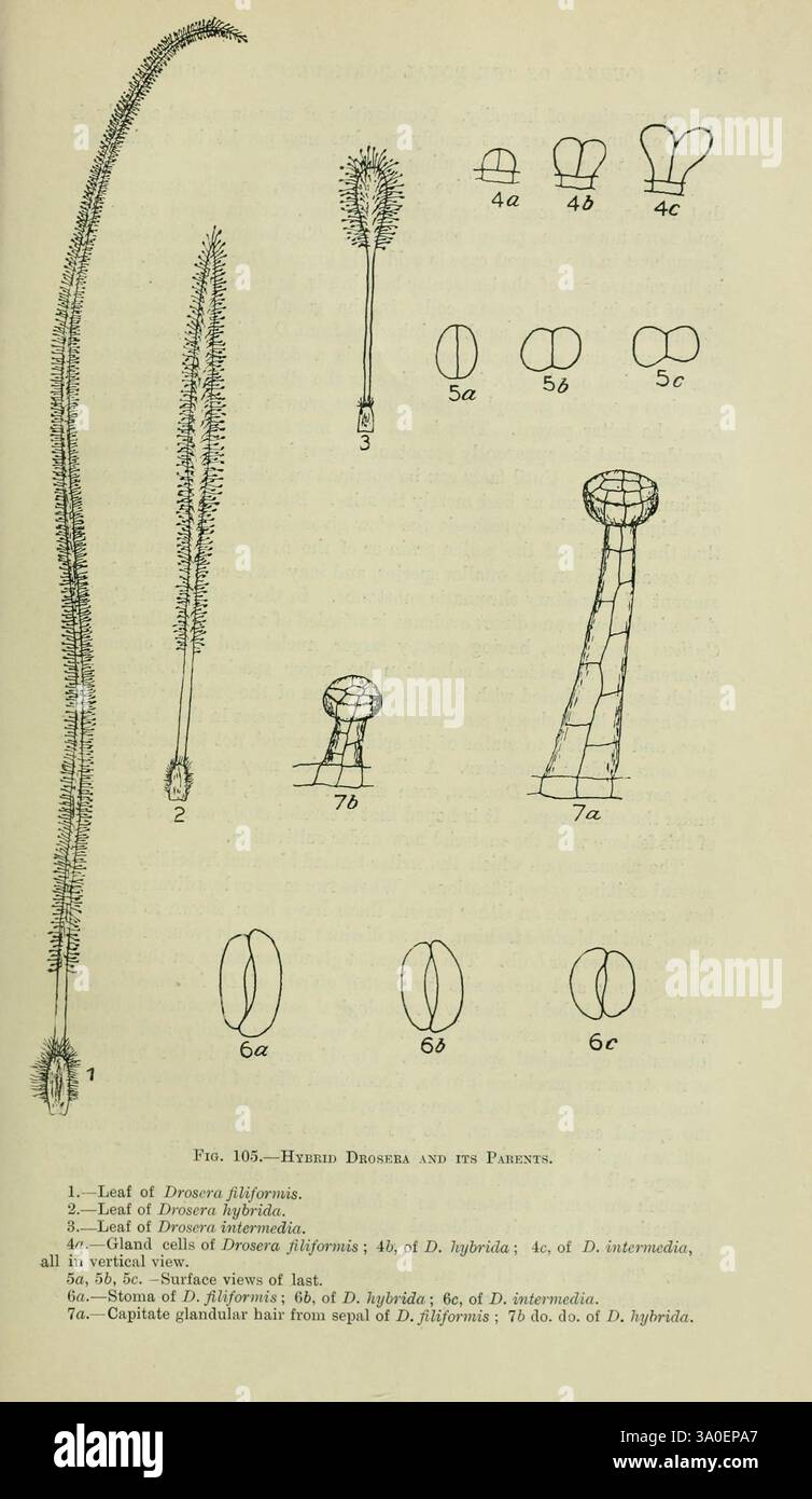 Features detailed diagrams of different leaf types hi-res stock ...