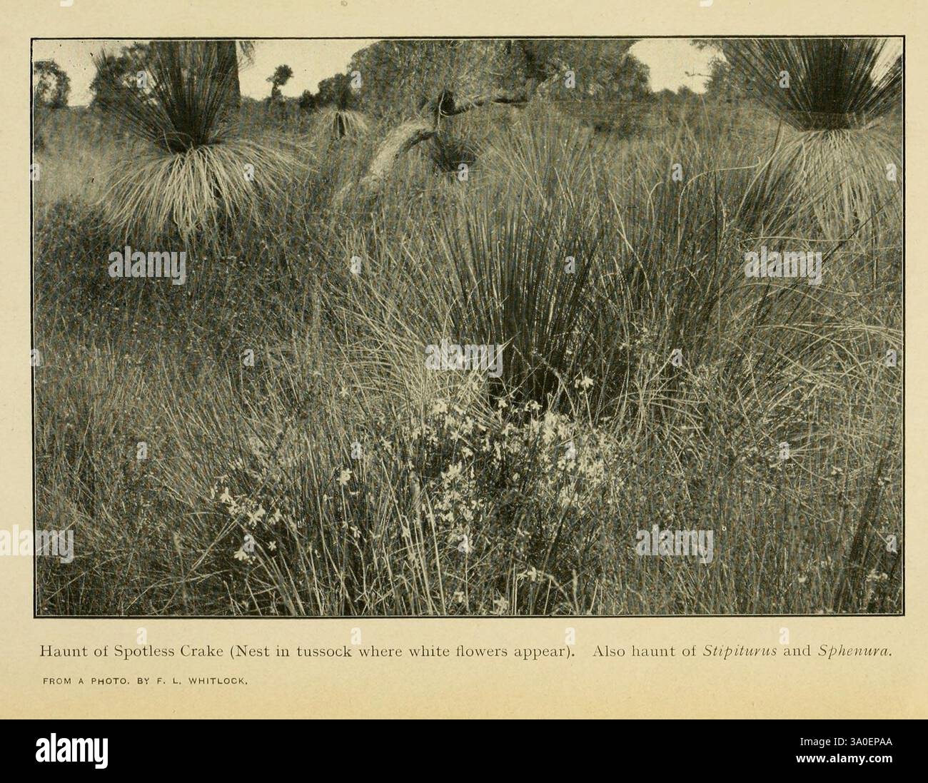 Beauty of australias unique wildlife habitats hi-res stock photography ...