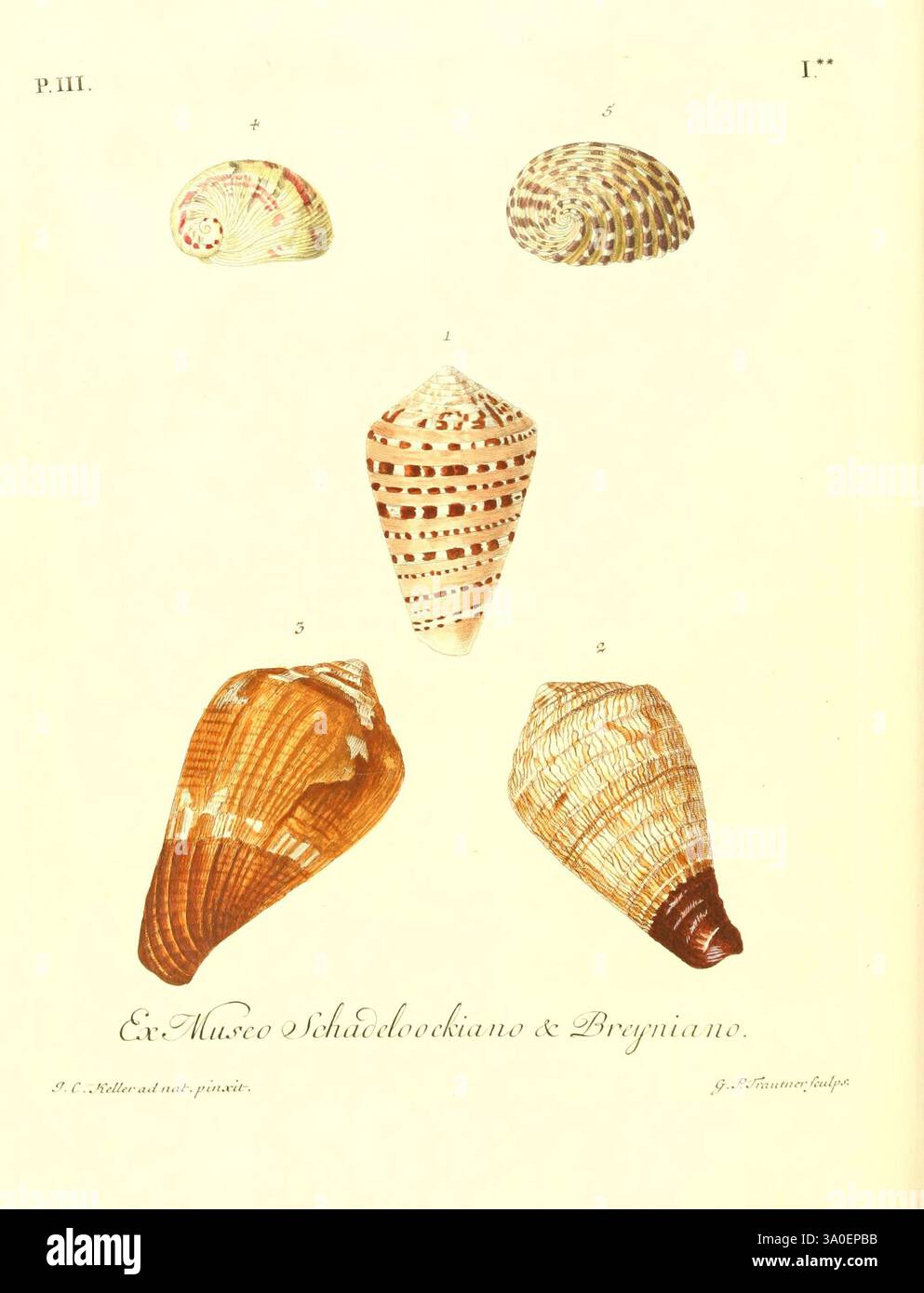 Featuring spiral grooves hi-res stock photography and images - Alamy