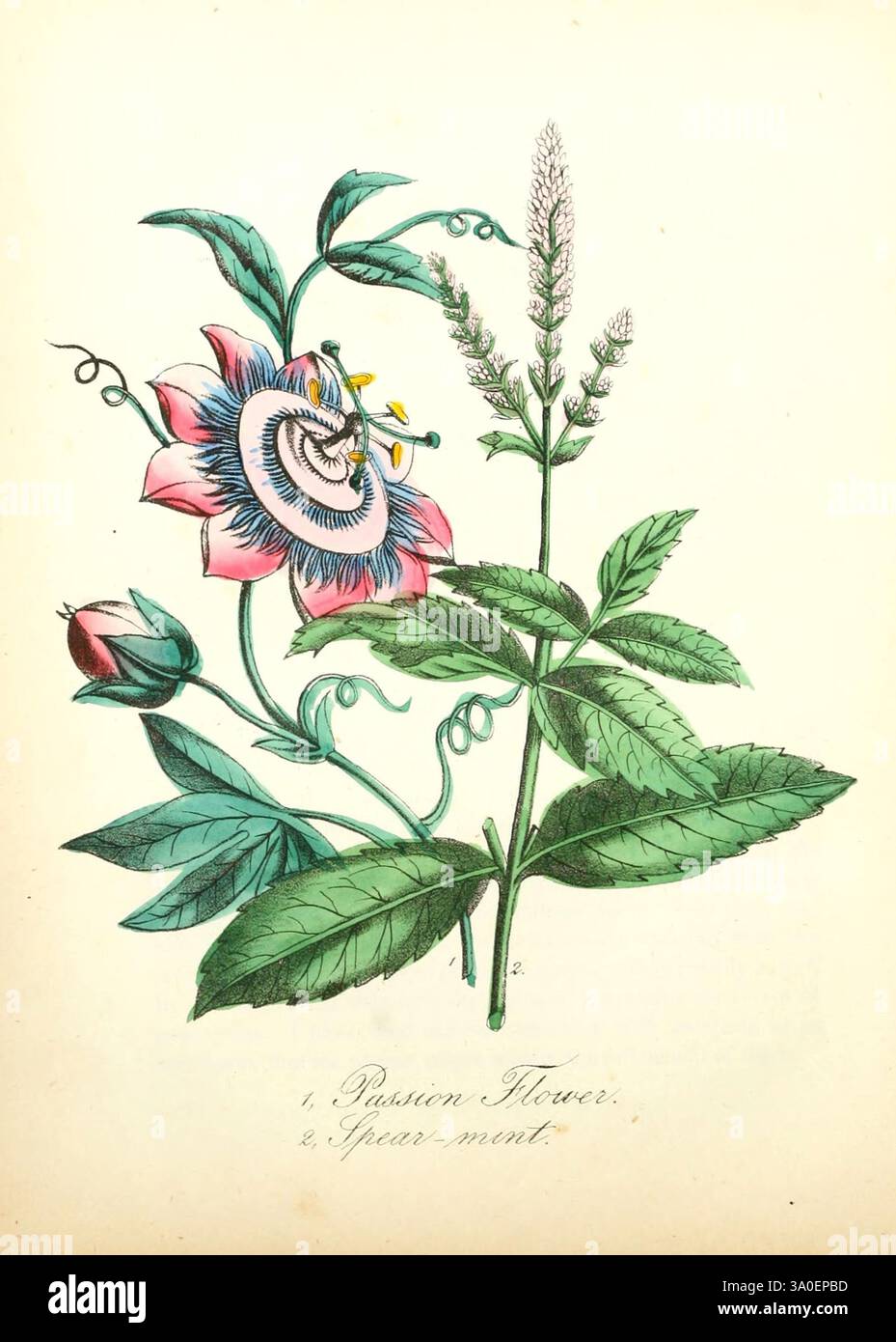 The American flora, v.1 New York, Hull & Spencer, 1855, plants, plant ...