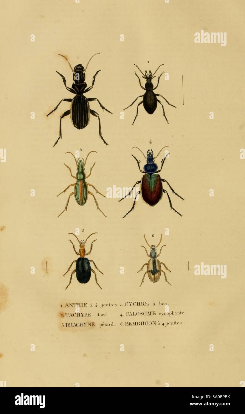 Slender bodied beetle labeled hi-res stock photography and images - Alamy