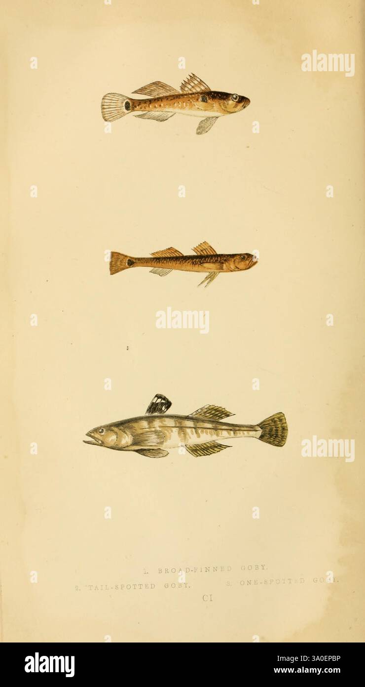 A history of the fishes of the British Islands London Groombridge and ...