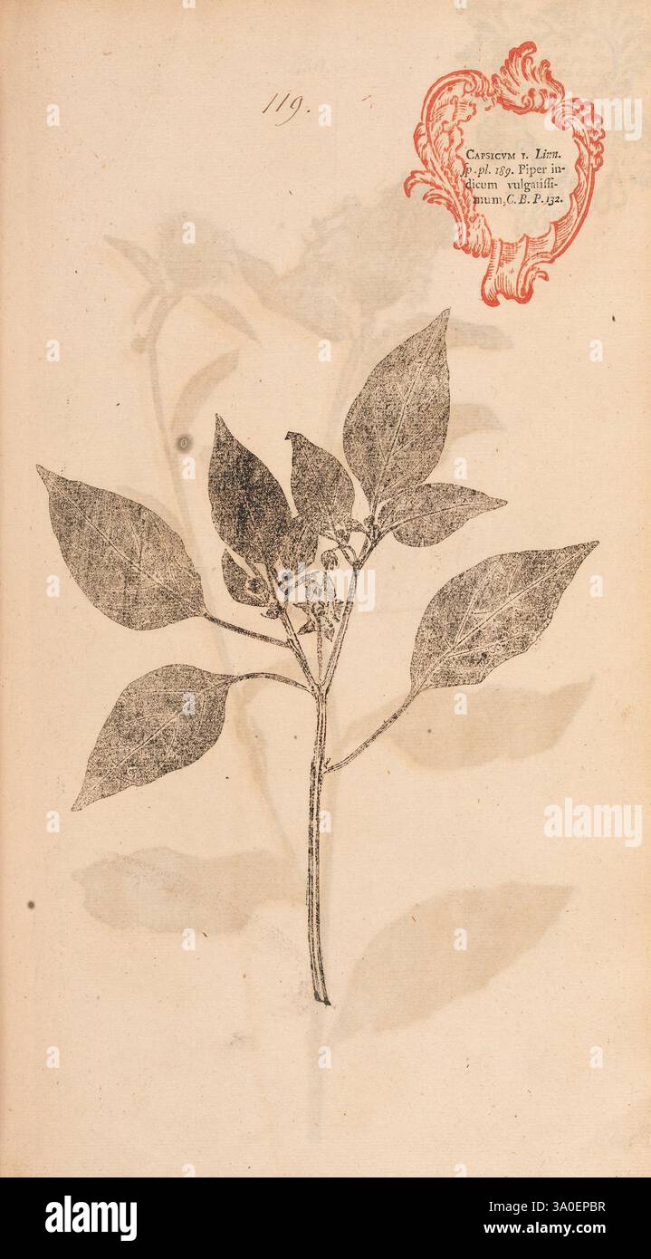 Flora Berolinensis Berlin Die Schule 1757-1758 Capsicum annuum Berlin ...