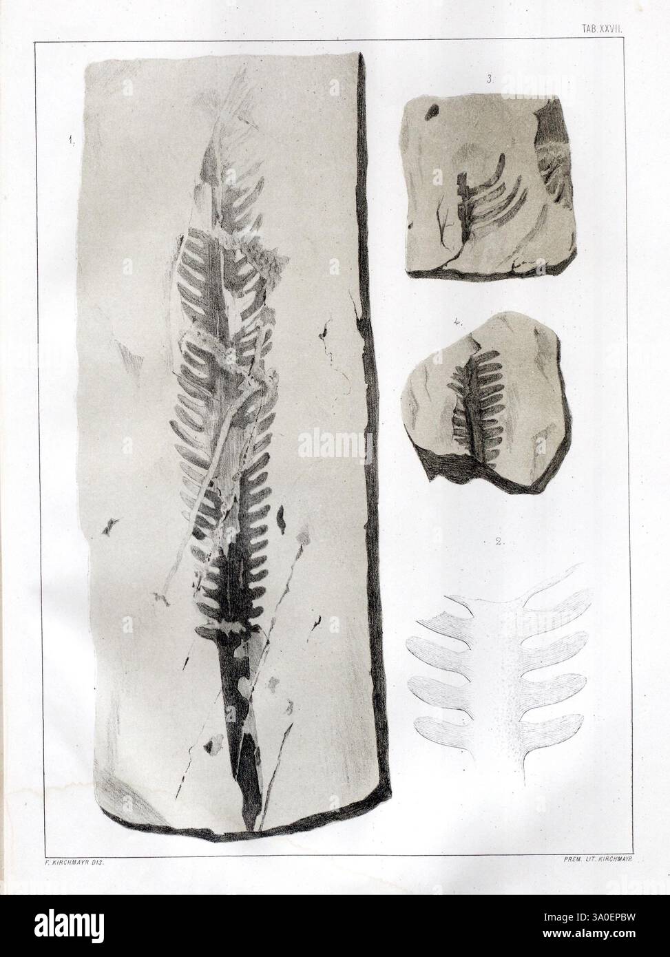 Well preserved stem hi-res stock photography and images - Alamy