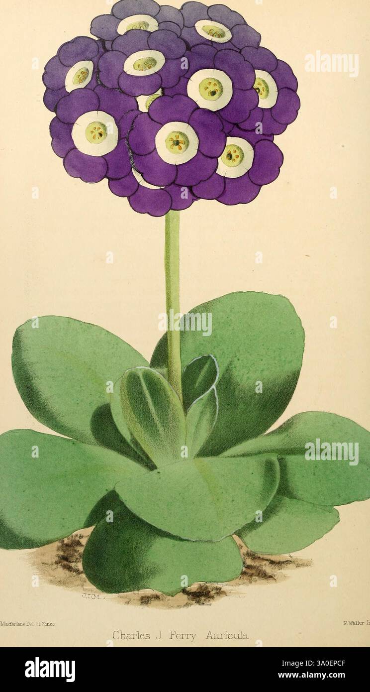 Vibrant cluster of round purple flowers hi-res stock photography and ...