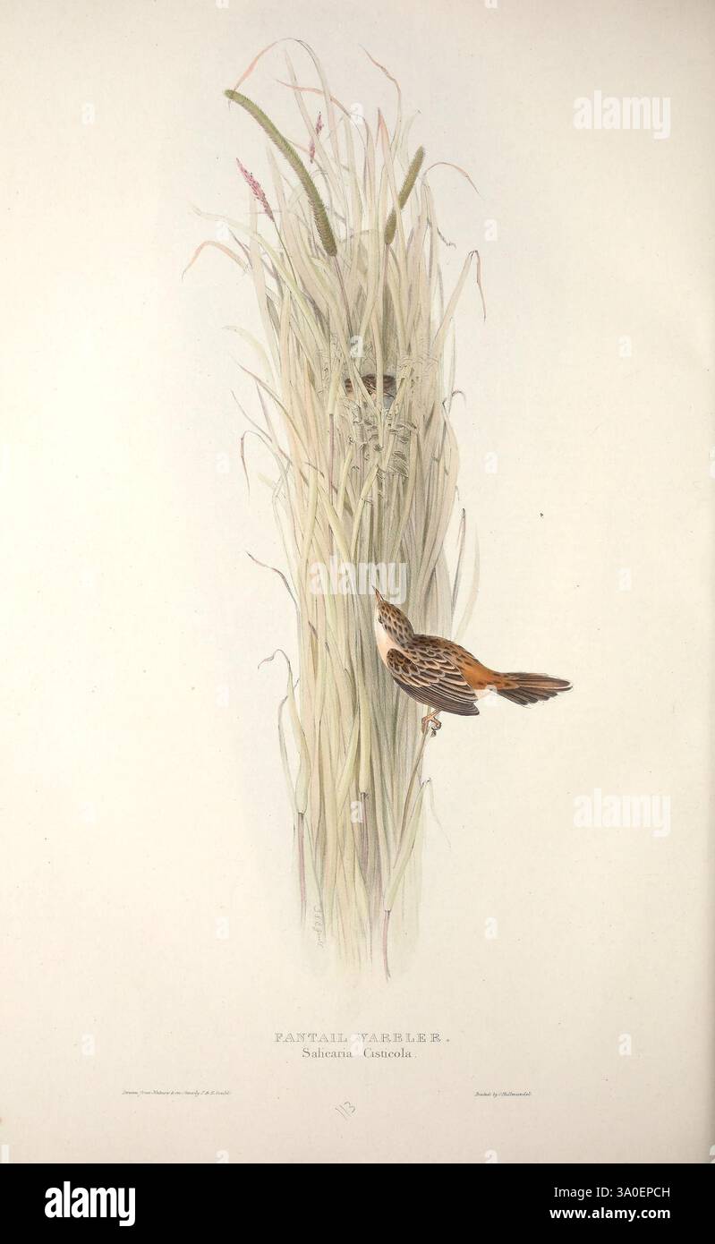 The birds of Europe, London, 1837, birds, Europe, pictorial works ...