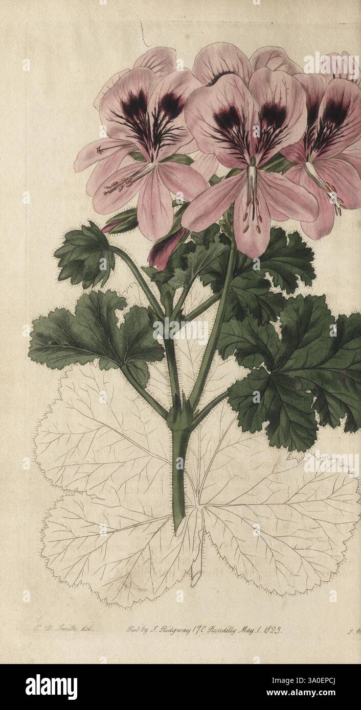 Geraniaceae, London, Printed for James Ridgway, Piccadilly, 1820-1830 ...