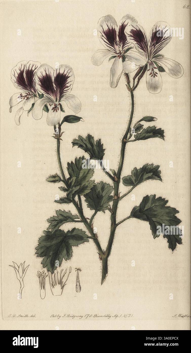 Geraniaceae, London, Printed for James Ridgway, Piccadilly, 1820-1830 ...