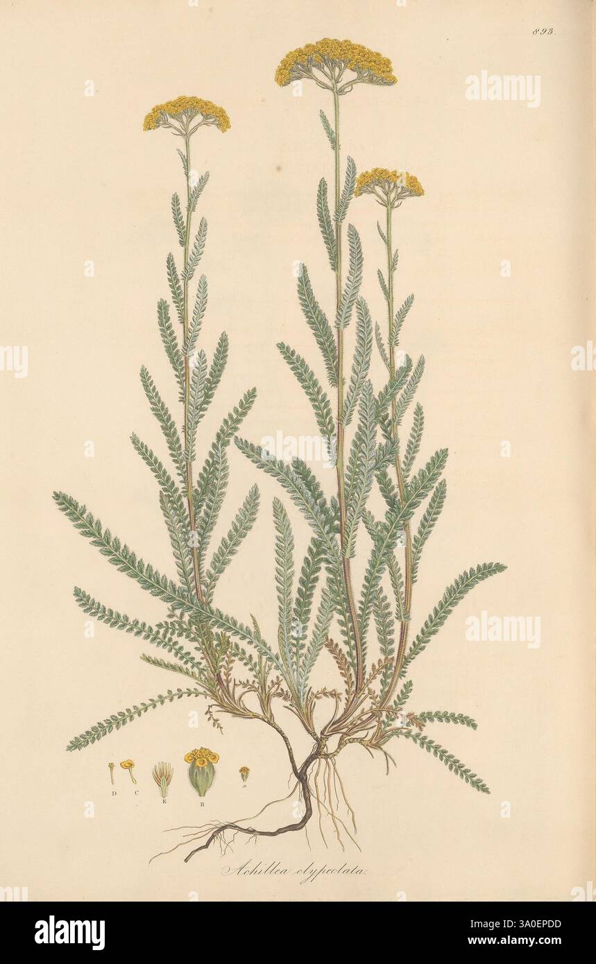 Flora Graeca, sive, Plantarum rariorum historia, quas in provinciis aut ...