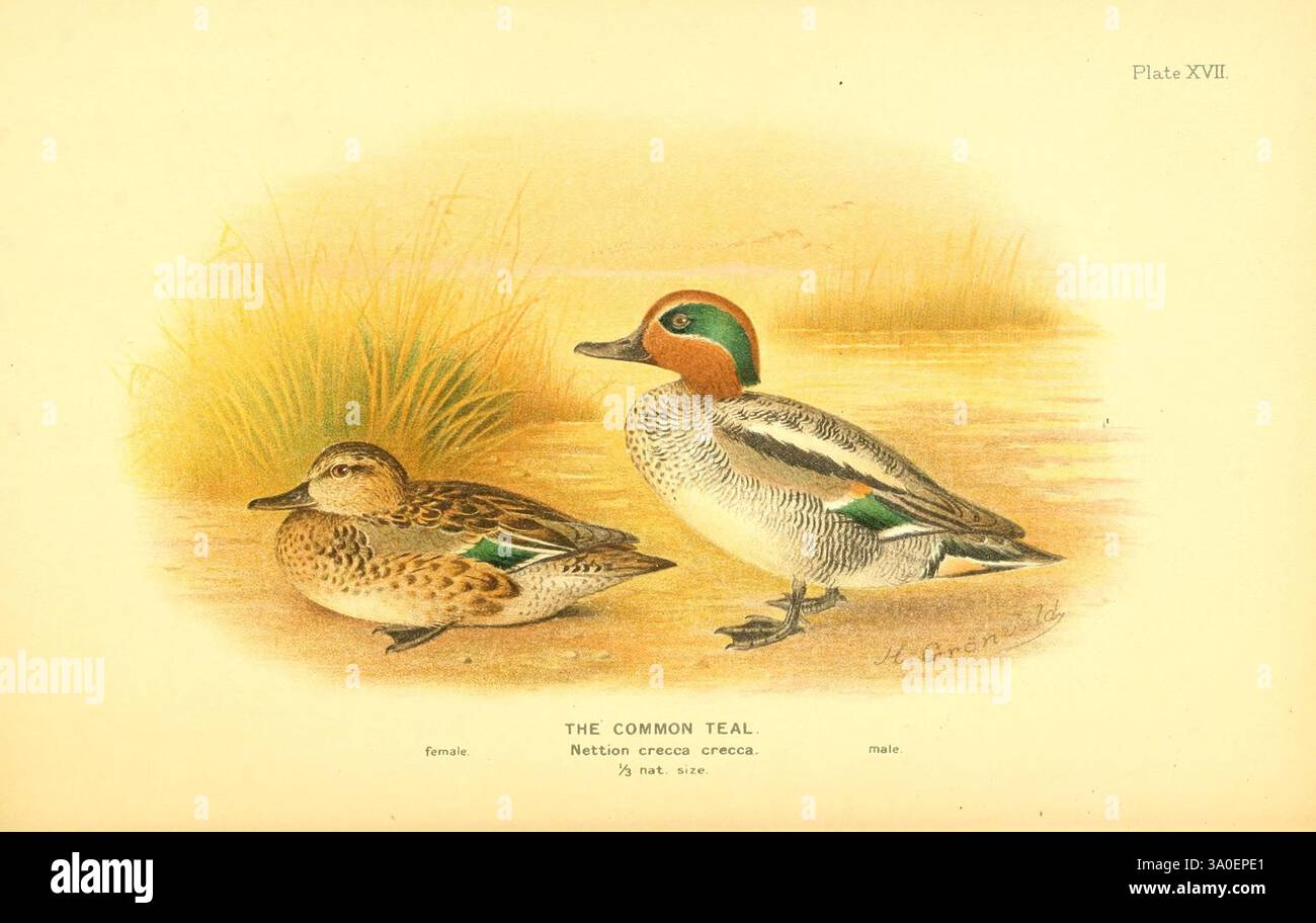 Beautifully illustrated depiction of two ducks hi-res stock photography ...