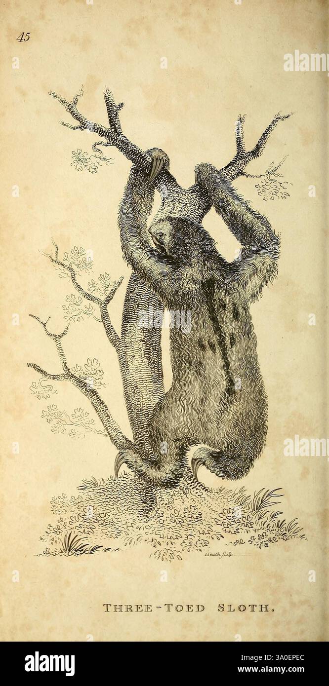 Sloths coarse fur hi-res stock photography and images - Alamy