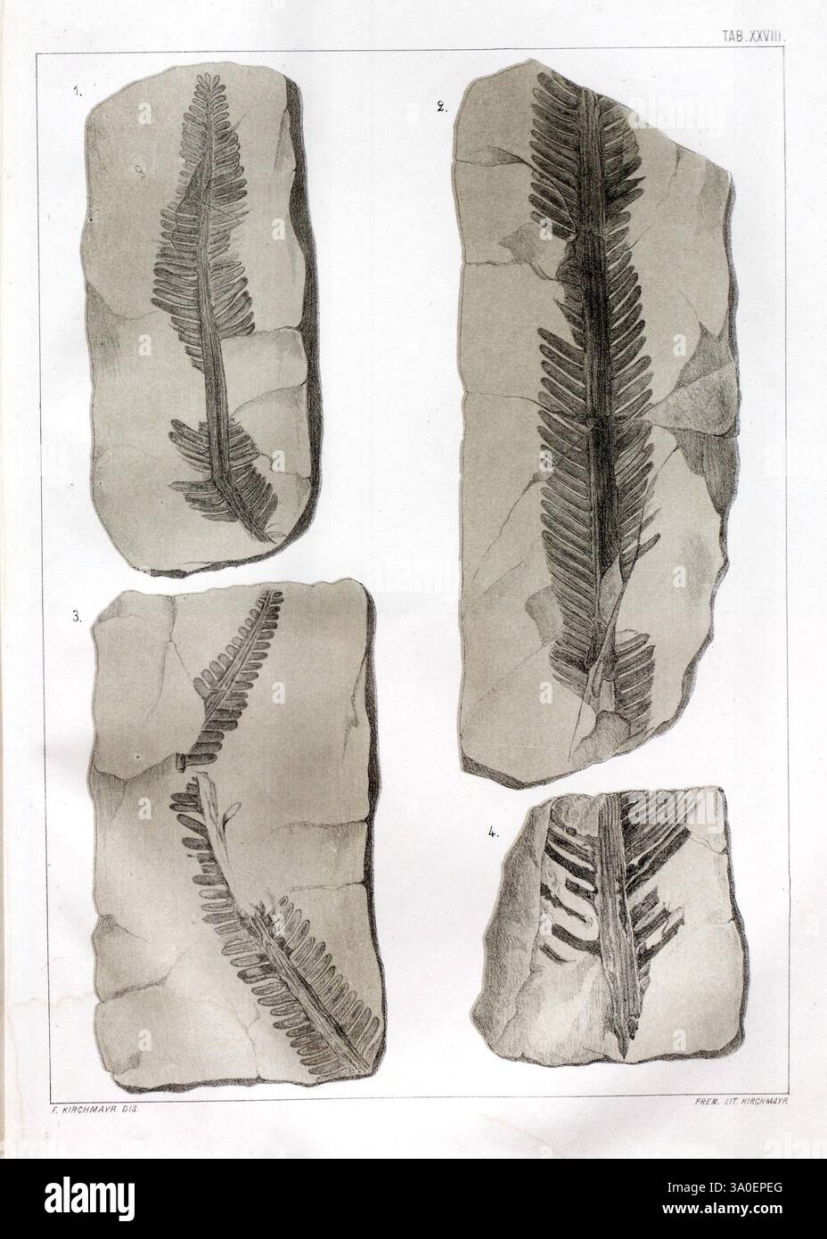 Symmetrical pattern typical of prehistoric ferns hi-res stock ...