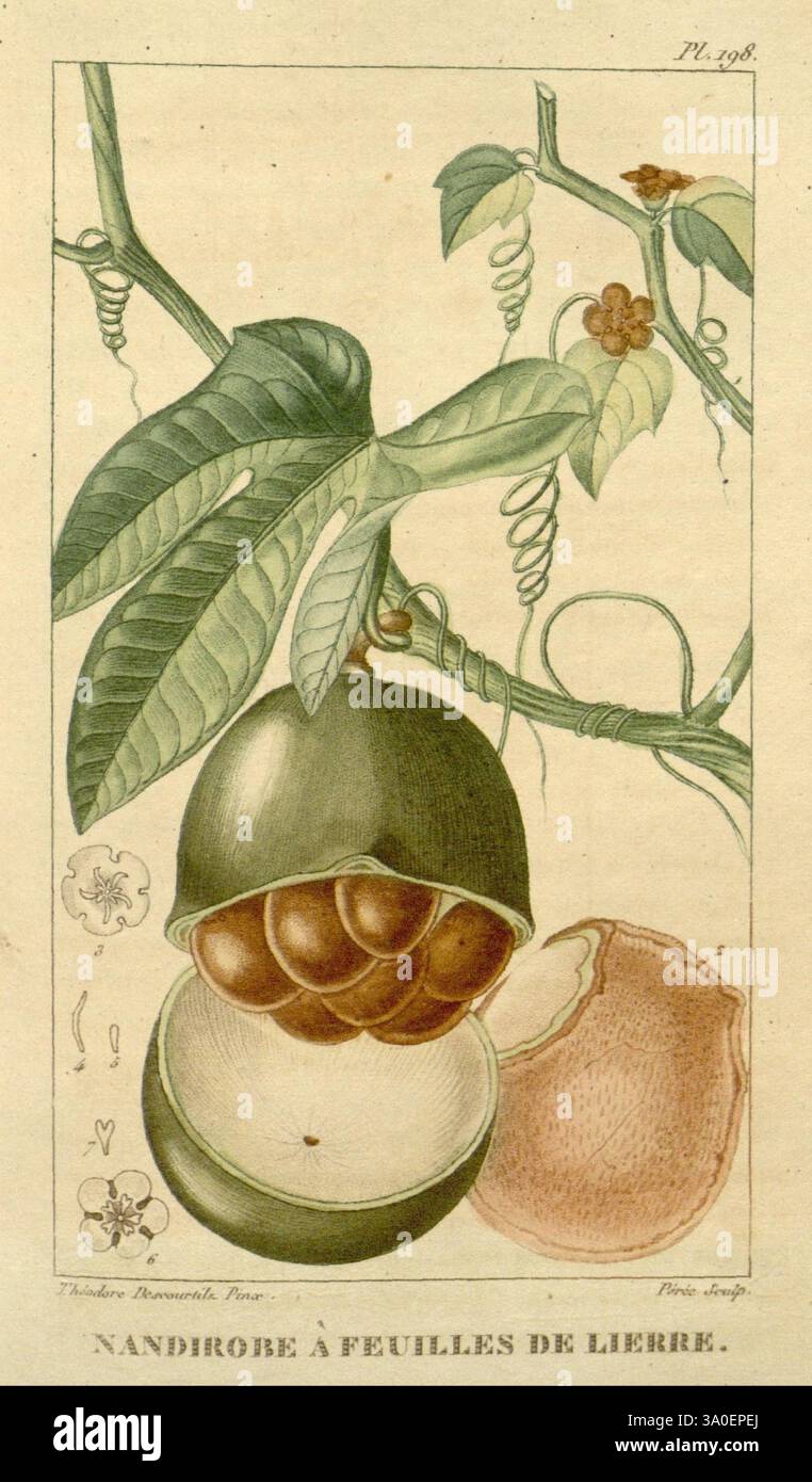 Flore médicale des Antilles, ou, Traité des plantes usuelles, Paris ...