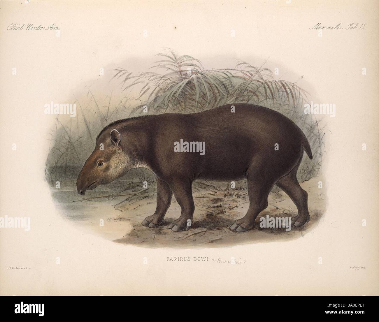 Prehistoric relative of modern day wombats hi-res stock photography and ...