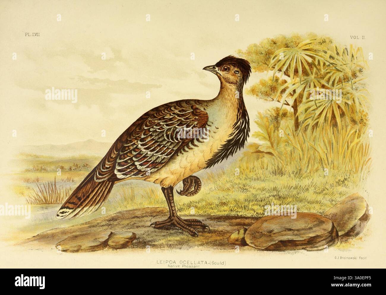 The birds of Australia, Melbourne C. Stuart & co, 1890-91 birds ...