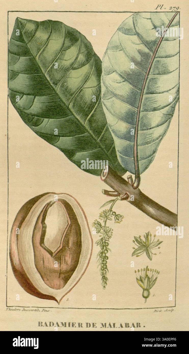 Badamier de malabar hi-res stock photography and images - Alamy