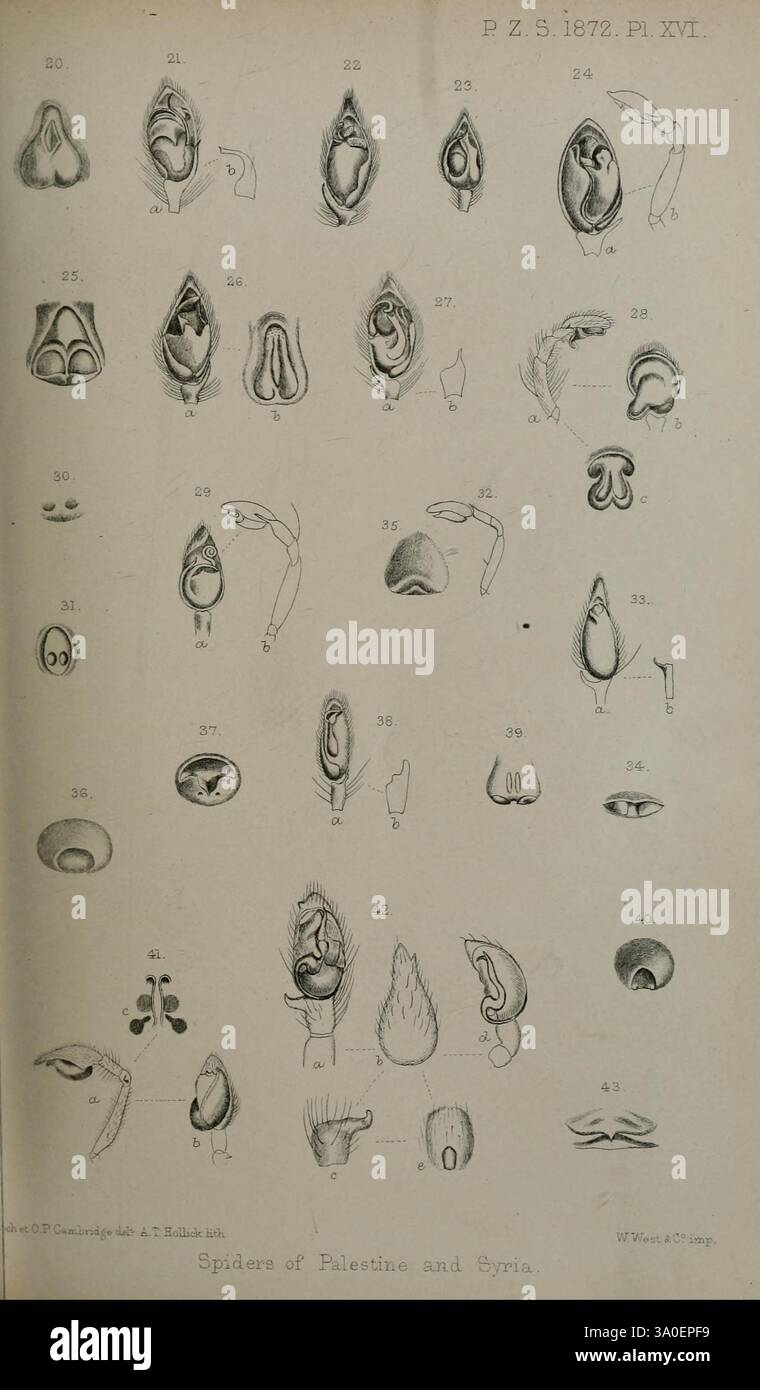 Detailed collection of various spider illustrations showcasing hi-res ...