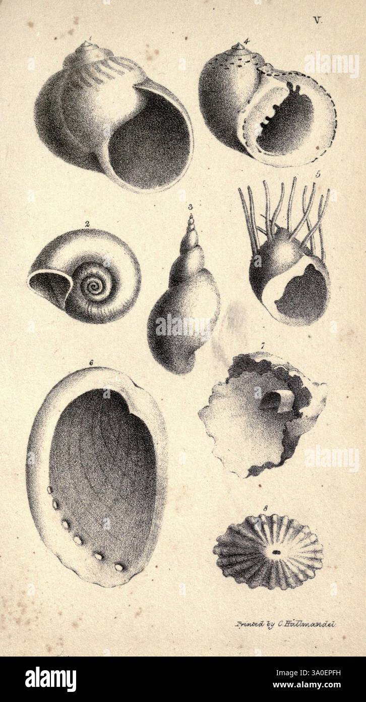 Several types of spiral shells hi-res stock photography and images - Alamy