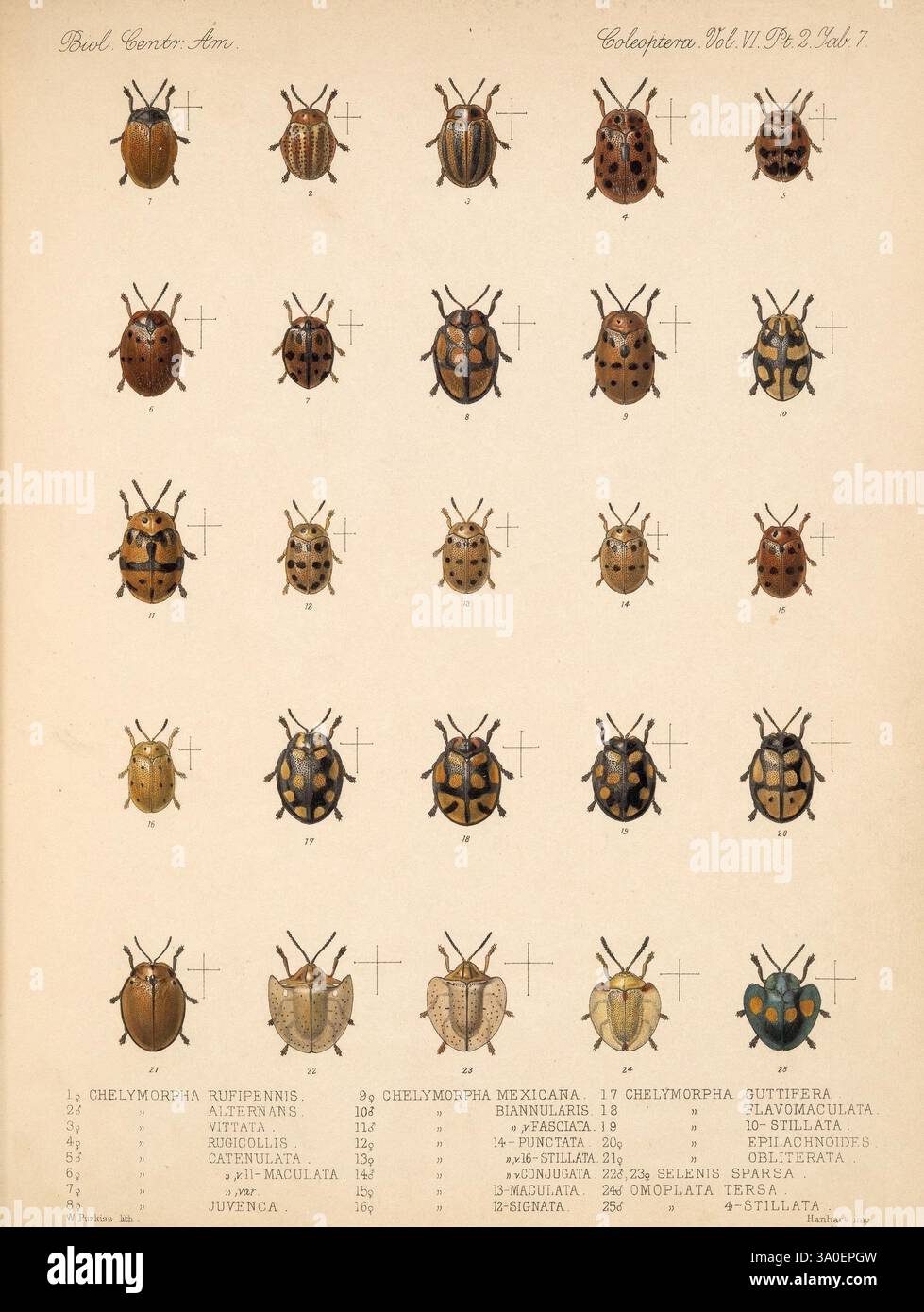 Biologia Centrali-Americana, London, 1879-1915. Archaeology, Botany ...