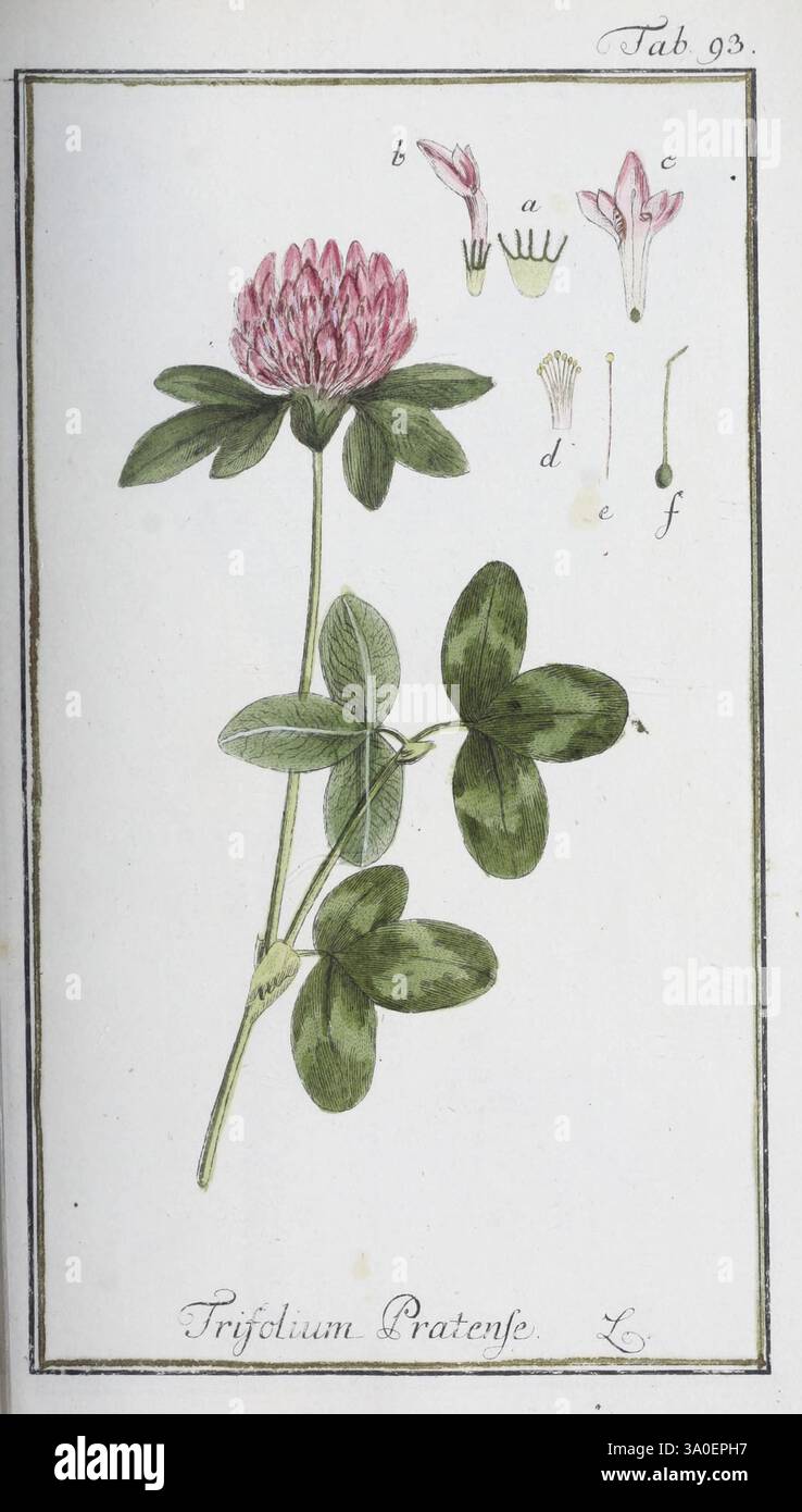 Typical of clover species hi-res stock photography and images - Alamy