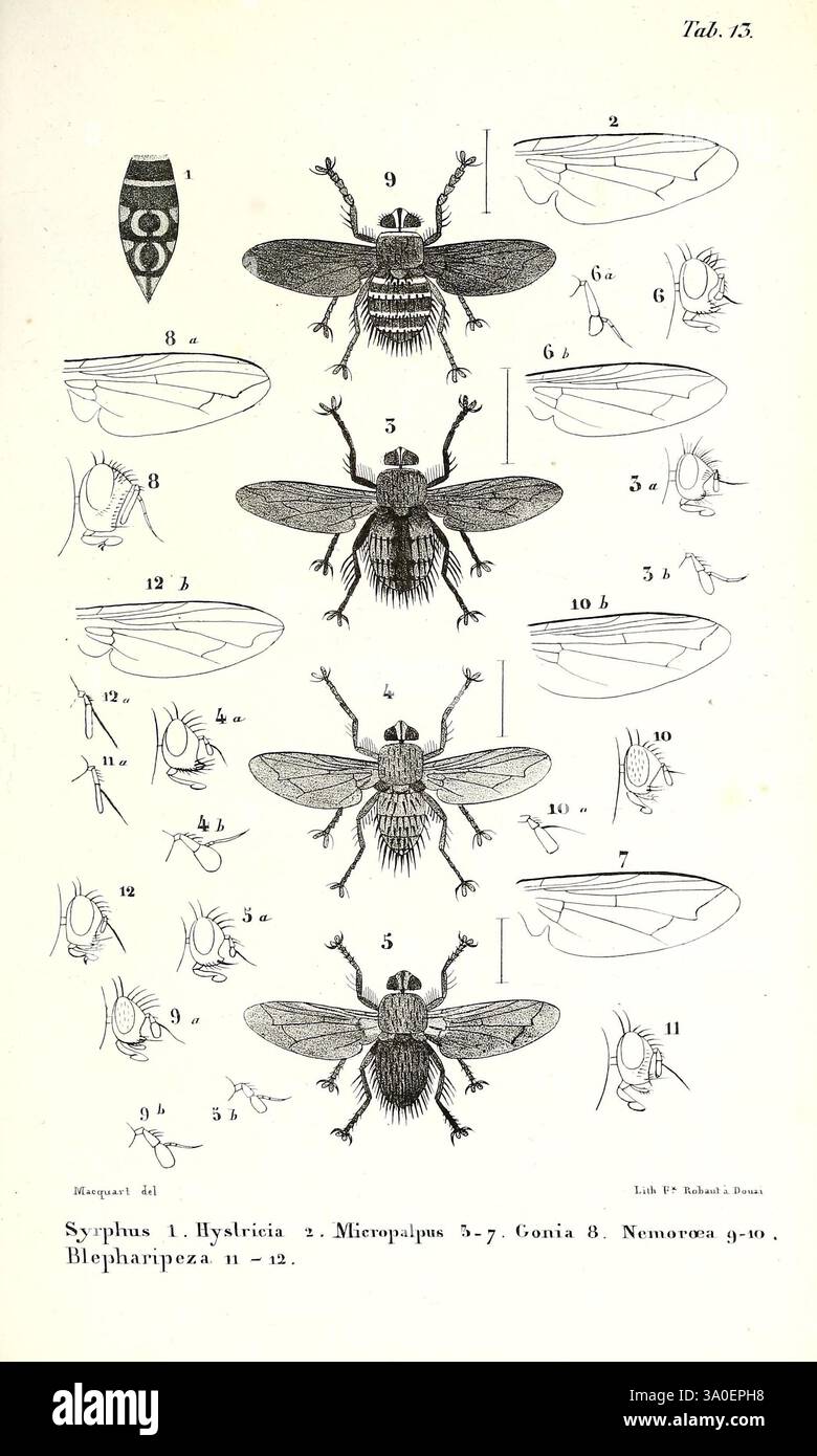 Several labeled figures of flies hi-res stock photography and images ...