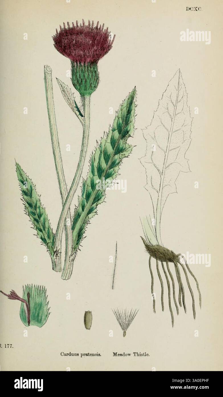 English, botany, or Coloured figures of British plants, London, R ...