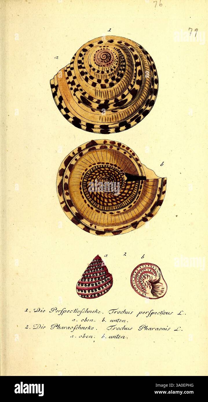 Detailed study of three different types of shells hi-res stock photography and images - Alamy