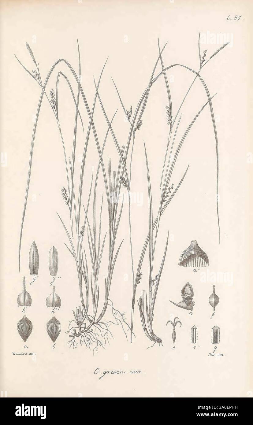 Illustrations of the genus Carex, London, William Pamplin, 1858-1867 ...