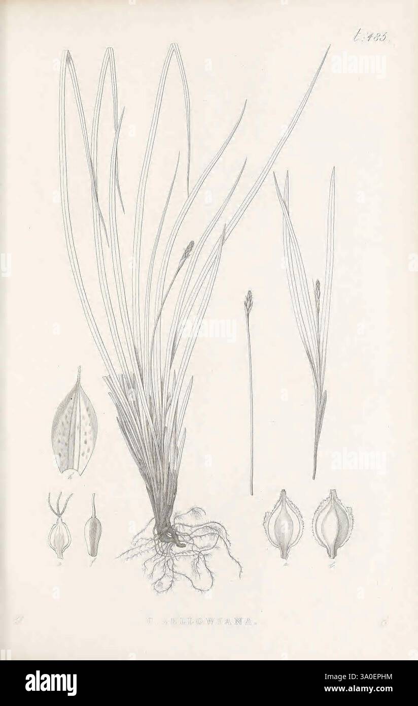 Illustrations of the genus Carex London, William Pamplin, 1858-1867 ...